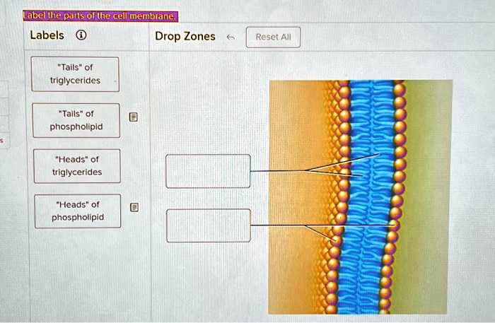 Text: Label the parts of the cell membrane. Labels: - "Tails" of ...
