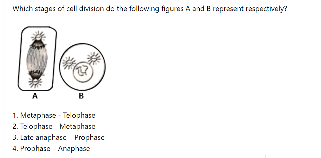 Which stages of cell division do the following figures A and B ...