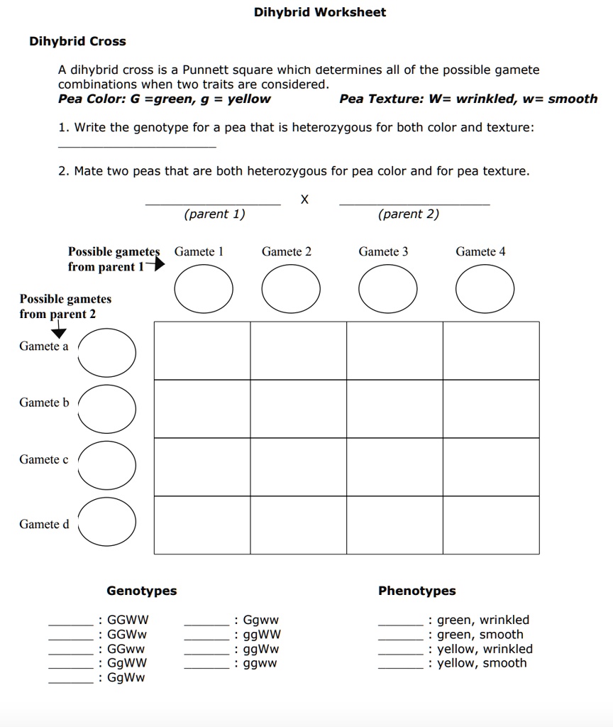 SOLVED: Dihybrid Worksheet Dihybrid Cross A dihybrid cross is a Punnett ...
