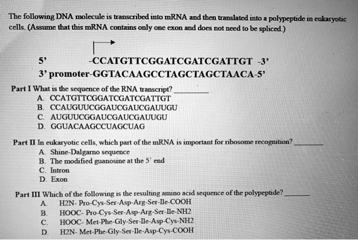 SOLVED:The following DNA molecule is tanscrbed into mRNA and then translated into- polypeptide ...