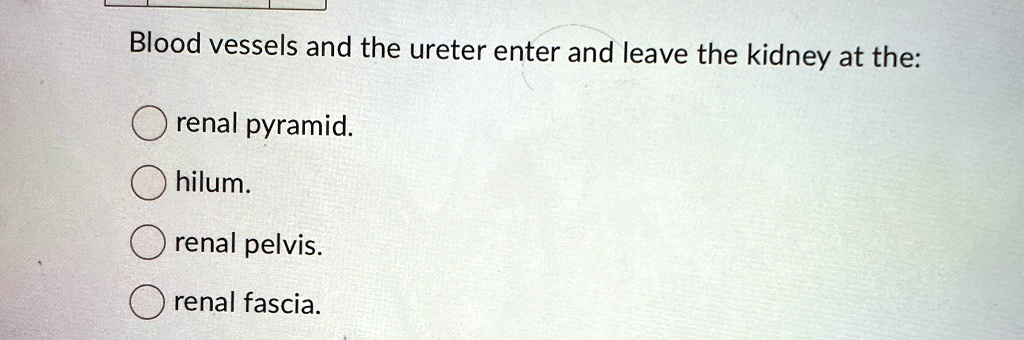 Blood vessels and the ureter enter and leave the kidney at the: renal pyramid. hilum. renal ...