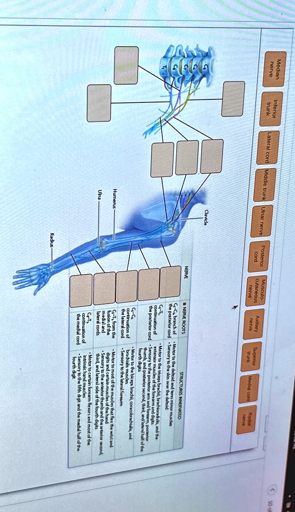 Art-Labeling Activity: The Brachial Plexus Drag the appropriate labels ...