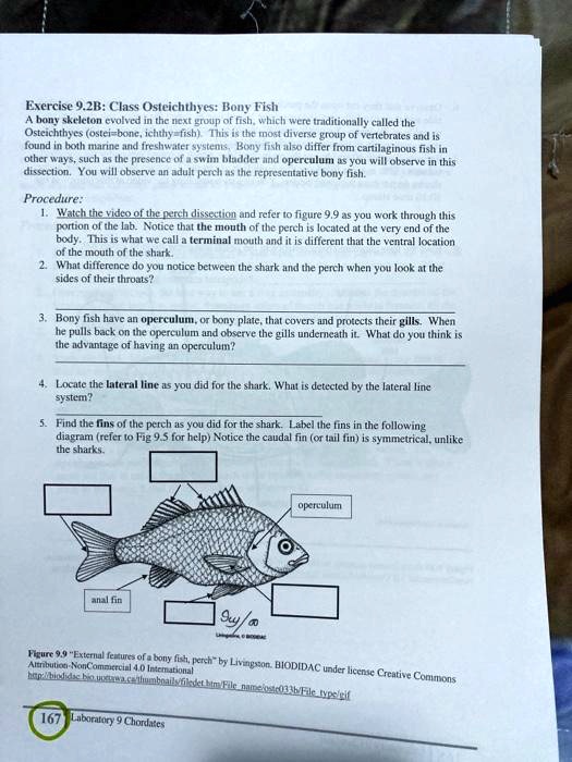 exercise 9zb class osteichthyes bon fish bany sleton erolved in the e ...