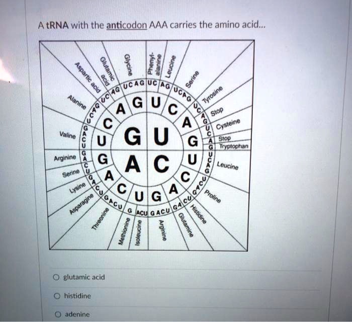 SOLVED: AtRNA with the anticodon AAA carries the amino acid glutamic acid.