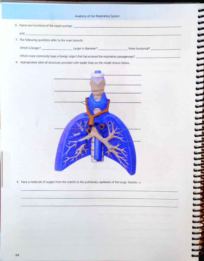 Anatomy of the Respiratory System 6. Name two functions of the nasal ...