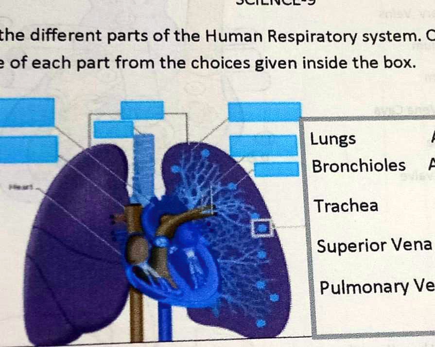 the different parts of the Human Respiratory system. C e of each part ...