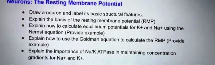 SOLVED:Neurons: The Resting Membrane Potential Draw neuron and label ...
