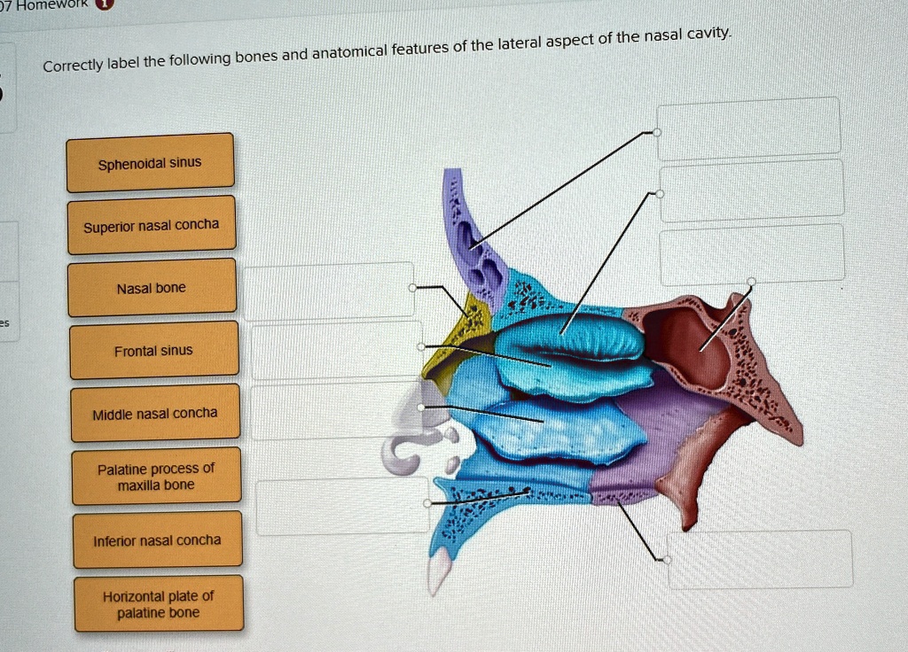 Correctly label the following bones and anatomical features of the ...