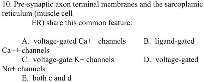 10 pre synaptic axon terminal membranes and the sarcoplamic reticulum ...