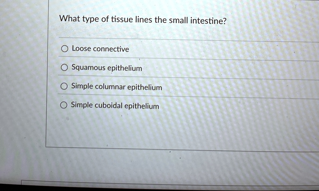 What type of tissue lines the small intestine? Loose connective ...