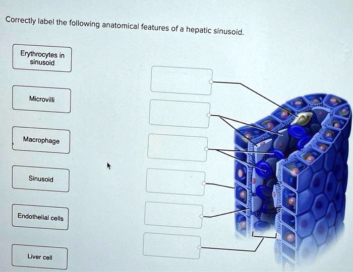Correctly label the following anatomical features of a hepatic sinusoid ...
