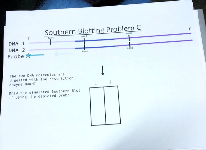 Southern Blotting Problem C DNA DNA Probe Two DNA molecules are ...
