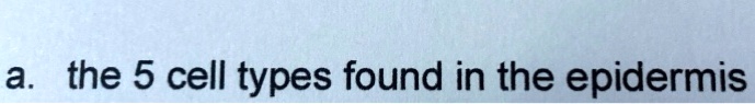 SOLVED: a. the 5 cell types found in the epidermis
