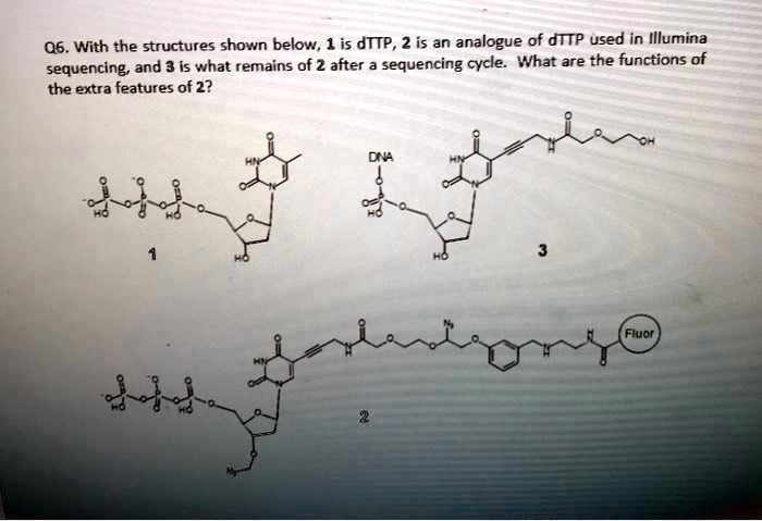 SOLVED: 06. With the structures shown belw, 1 is dTTP, 2 is a analogue ...