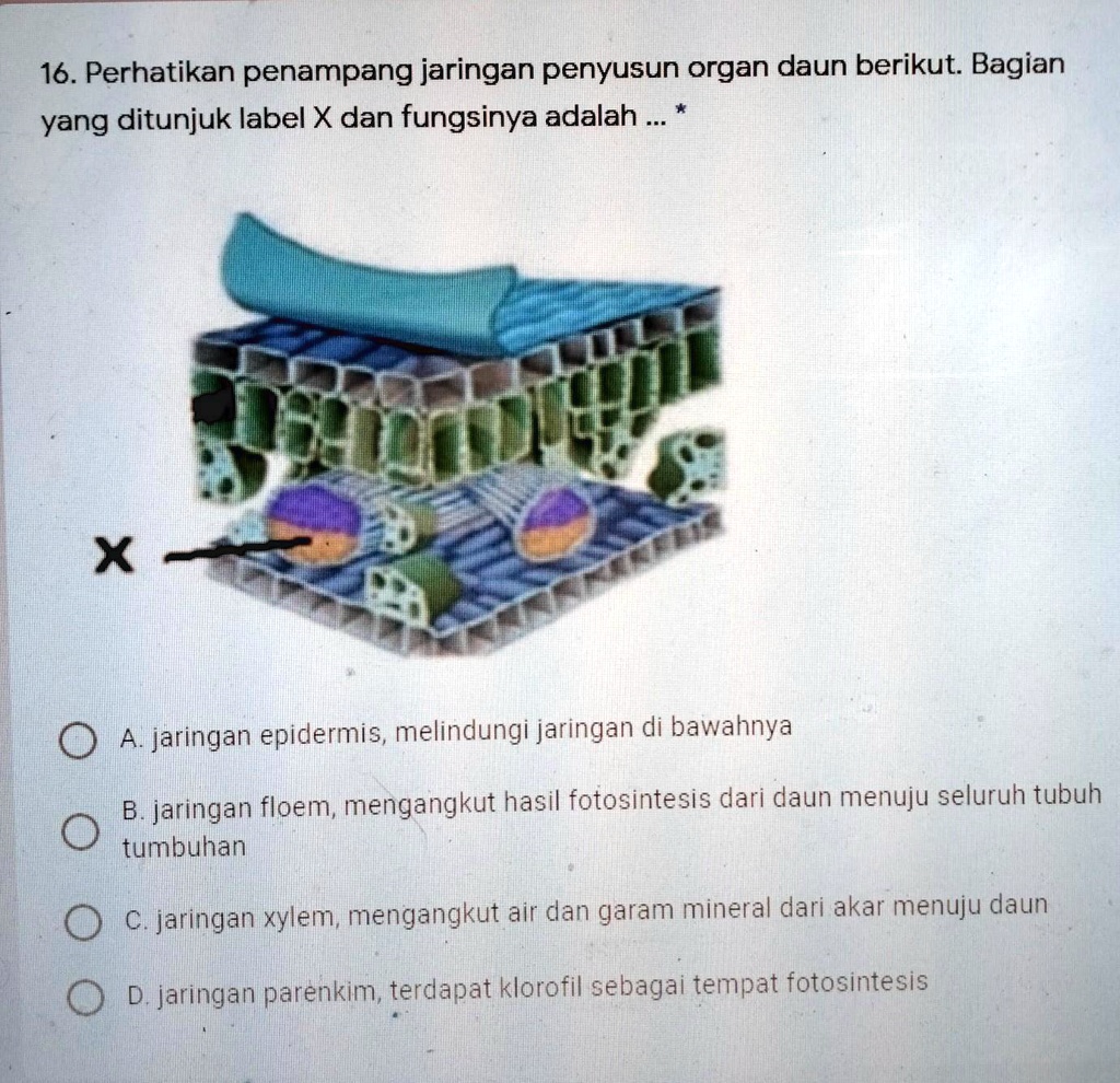 SOLVED: 16. Perhatikan penampang jaringan penyusun organ daun berikut ... SOLVED: 16. Perhatikan penampang jaringan penyusun organ daun berikut ...