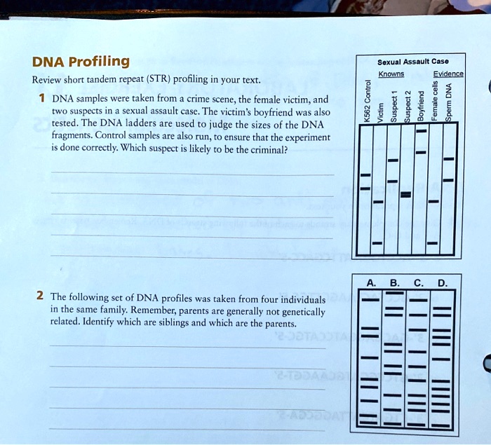 SOLVED: DNA Profiling Review: Short Tandem Repeat (STR) Profiling in ...