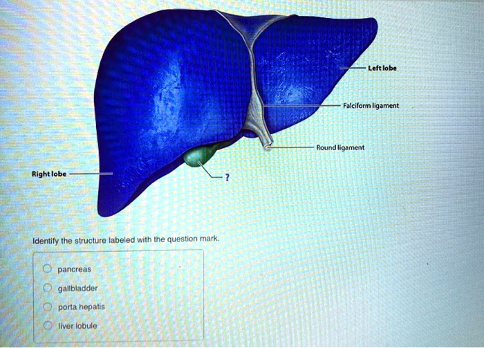 SOLVED: Left lobe Falciform ligament Round ligament Right lobe Identify ...
