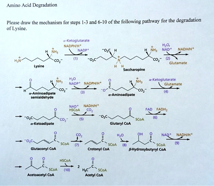 SOLVED: Amino Acid Degradation Please draw the mechanism for steps 1-3 ...