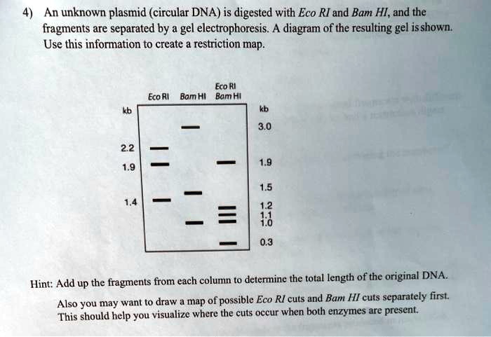 SOLVED: An unknown plasmid (circular DNA) is digested with Eco RI and Bam HI, and the fragments ...