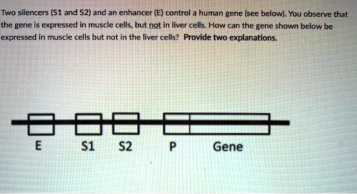 SOLVED: Two silencers (S1 and S2) and an enhancer (E) control : human ...