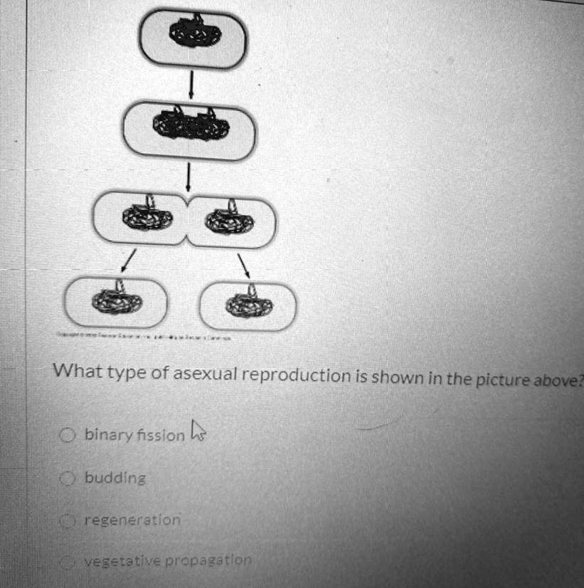 What type of asexual reproduction is shown in the picture above? binary ...