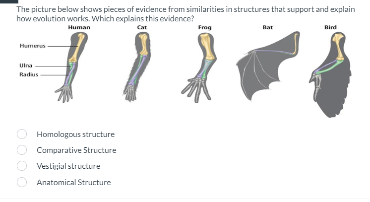 The picture below shows pieces of evidence from similarities in ...