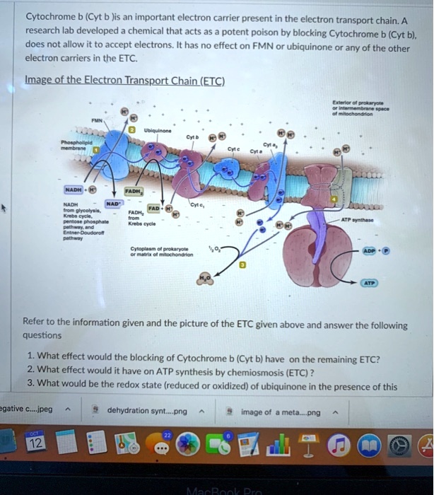 SOLVED: Cytochrome (Cyt b) is an important electron carrier present in ...