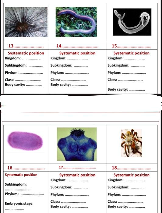 SOLVED: 13 14, Systematic position Systematic position Kingdom: Kingdom ...