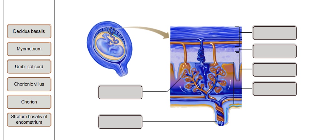 Decidua basalis Myometrium Umbilical cord Chorionic villus Chorion ...