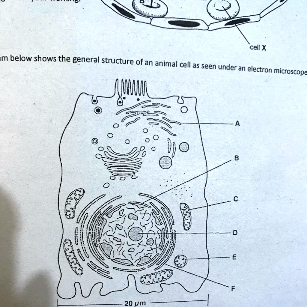 cell X ?m below shows the general structure of an animal cell as seen ...