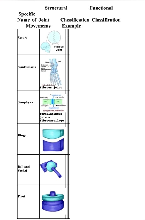 SOLVED: Structural Functional Specific Name of Joint Movements Classification Classification ...