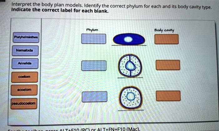 interpret the body plan models identify the correct phylum for each and ...