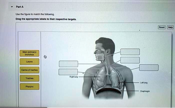 SOLVED: Use the figure to match the following. Drag the appropriate ... SOLVED: Use the figure to match the following. Drag the appropriate ...