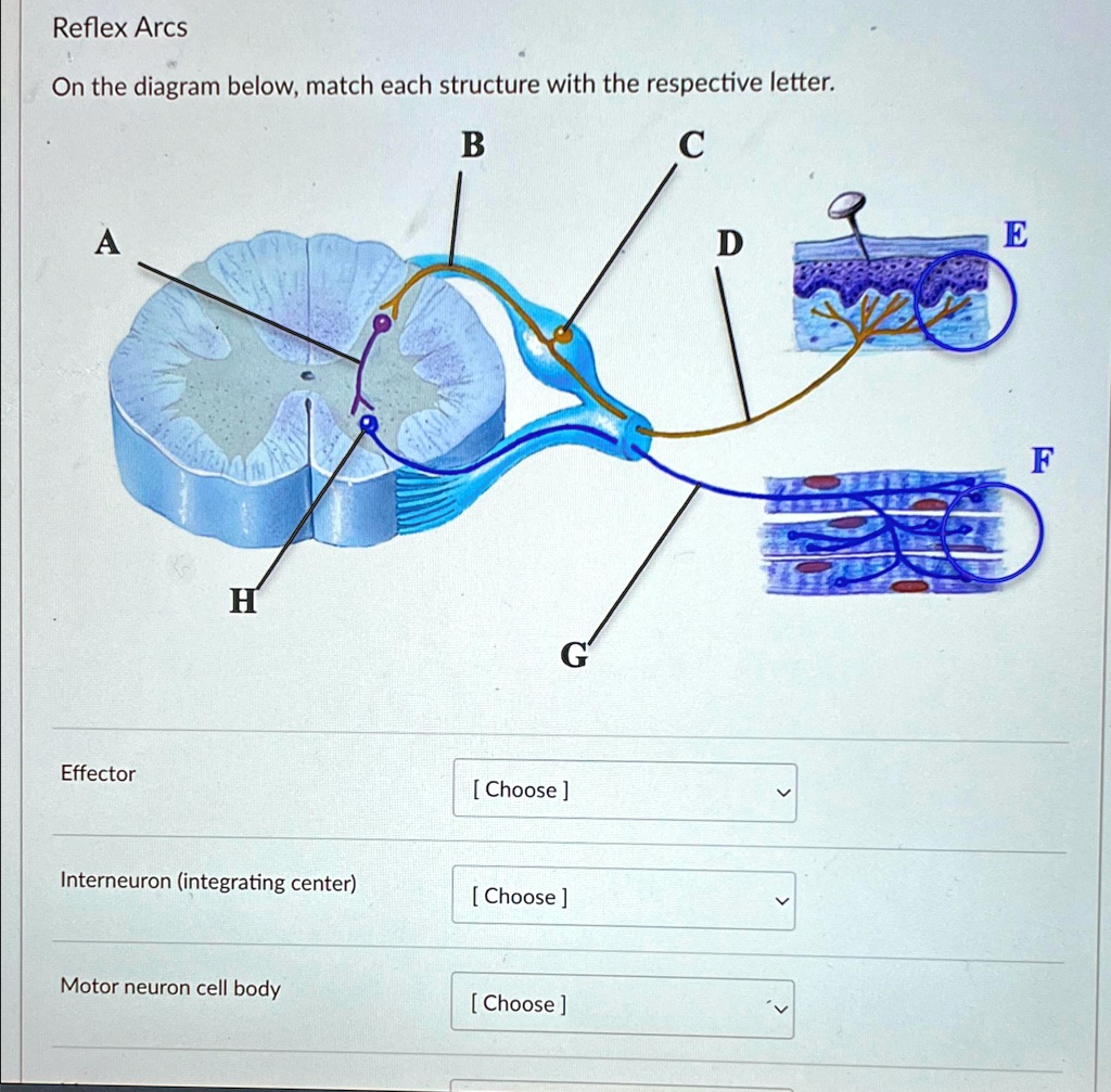 Reflex Arcs On the diagram below, match each structure with the respective letter. A Effector B ...