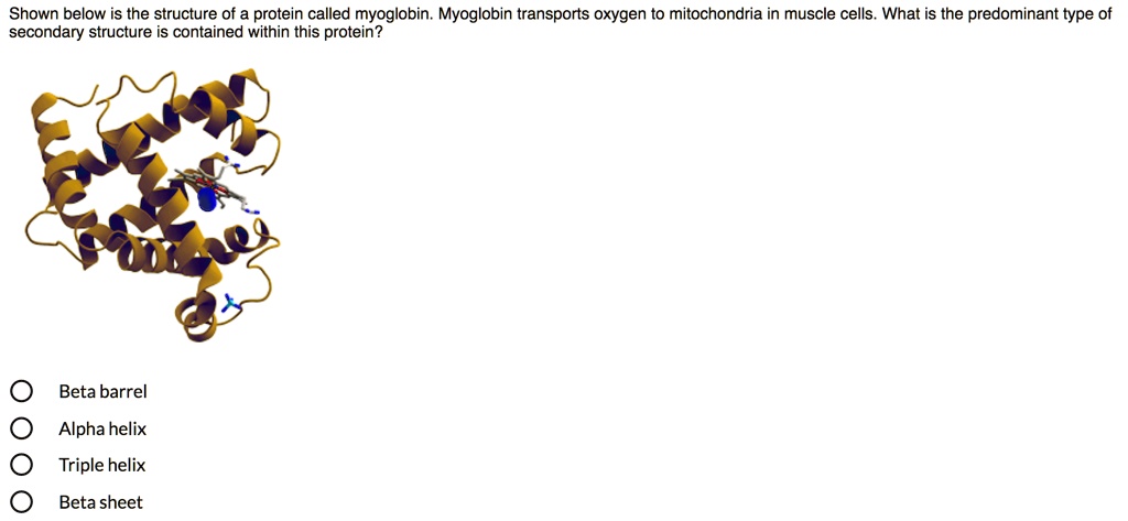 Shown below is the structure of a protein called myoglobin. Myoglobin ...