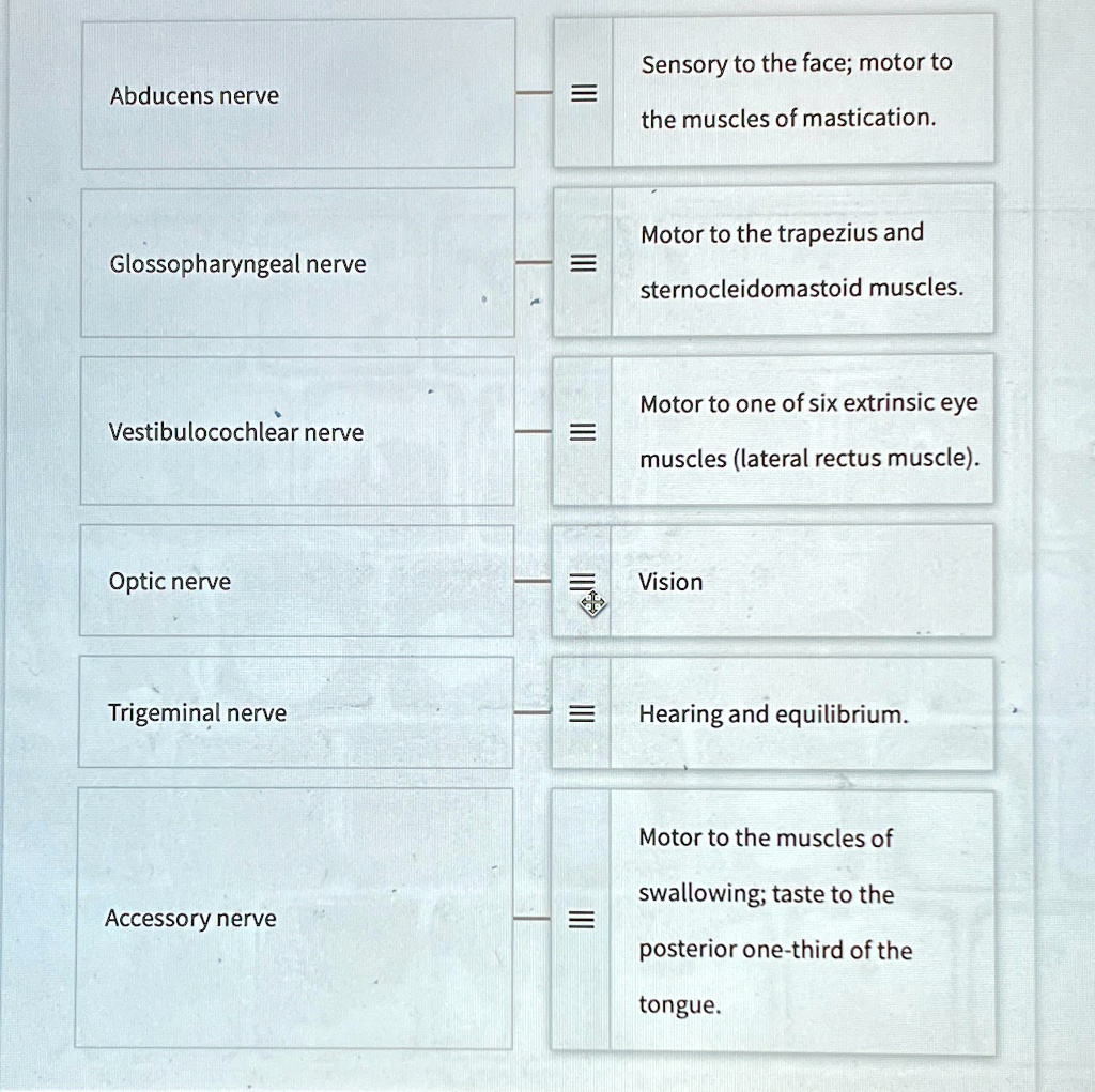 abducens nerve sensory to the face motor to the muscles of mastication ...