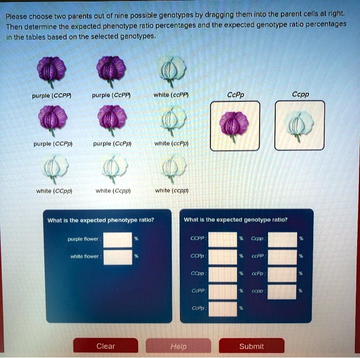 SOLVED: Please choose two parents out of nine possible genotypes by dragging them into the ...