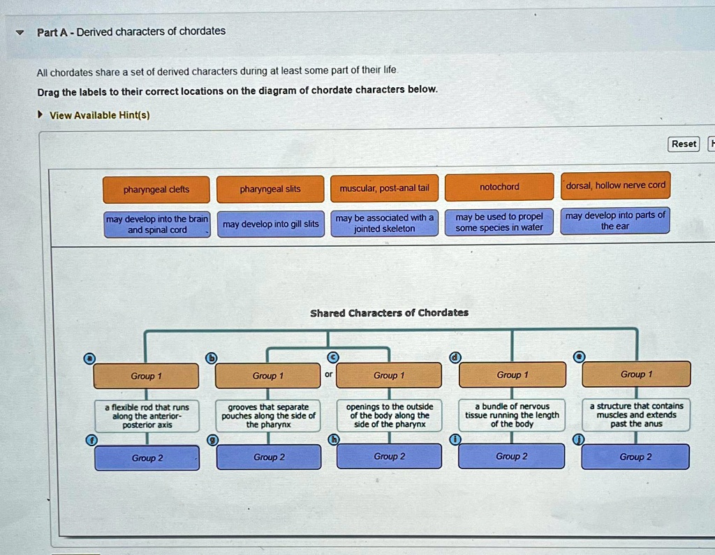 Part A - Derived characters of chordates All chordates share a set of ...
