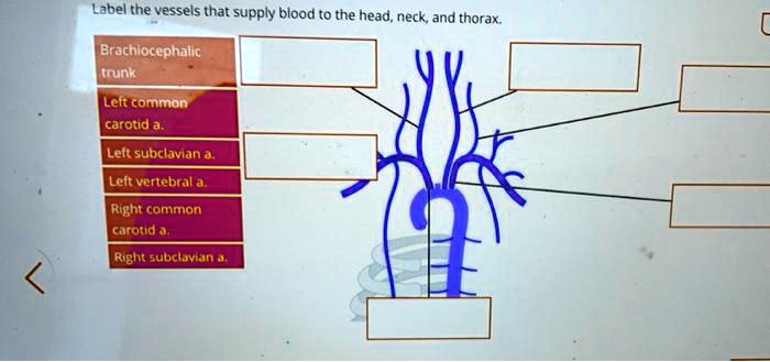 Label the vessels that supply blood to the head, neck, and thorax ...