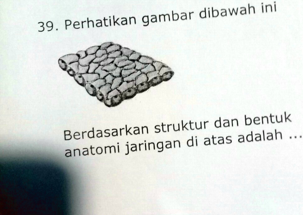 SOLVED: perhatikan gambar dibawah iniA.parenkim palisadeB.parenkim ... SOLVED: perhatikan gambar dibawah iniA.parenkim palisadeB.parenkim ...