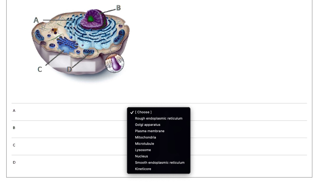 SOLVED: Choose Rough endoplasmic reticulum Golgi apparatus Plasma ...