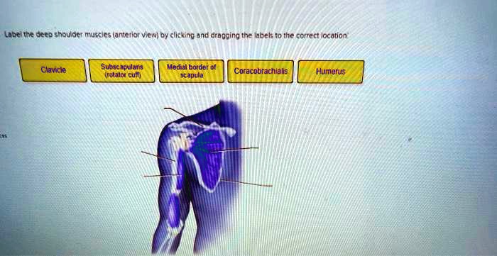 Label the deep shoulder muscles (anterior view) by clicking and ...