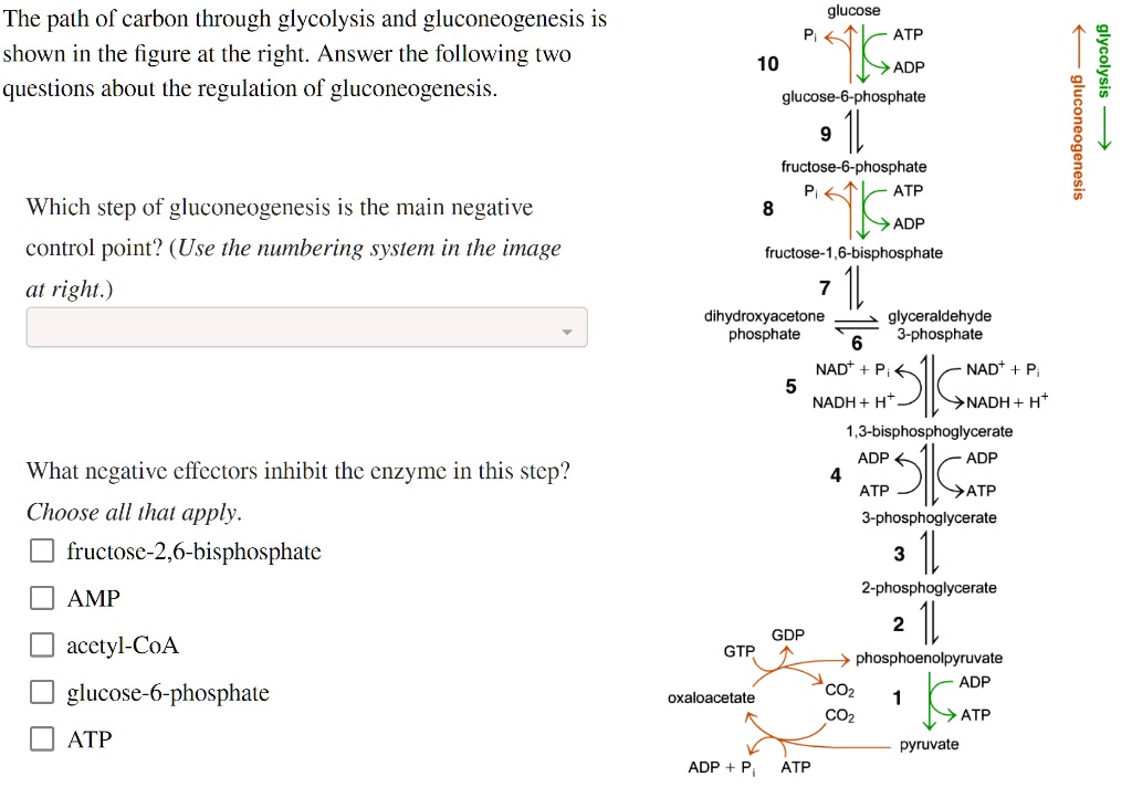 The path of carbon through glycolysis and gluconeogenesis is shown in the figure at the right ...