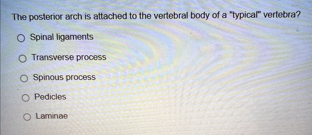 The posterior arch is attached to the vertebral body of a "typical ...