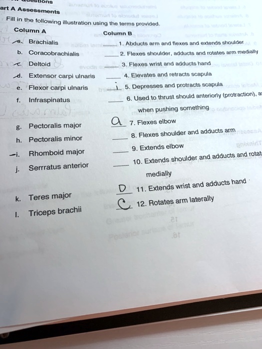 SOLVED: Column A Column B Brachialis 1. Abducts arm and flexes and ...