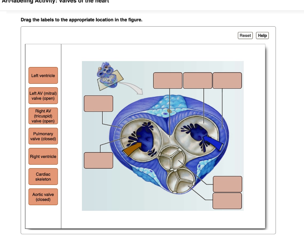 Art-labeling Activity: valve of the heart Drag the labels to the ...
