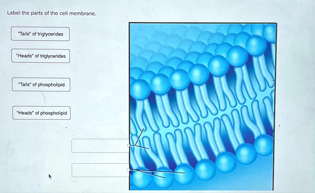 SOLVED: Label the parts of the cell membrane. Label the parts of the ...