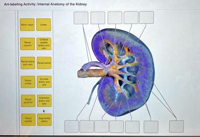 Art-labeling Activity: Internal Anatomy of the Kidney Minor calyx Ureter Renal column Cortical ...