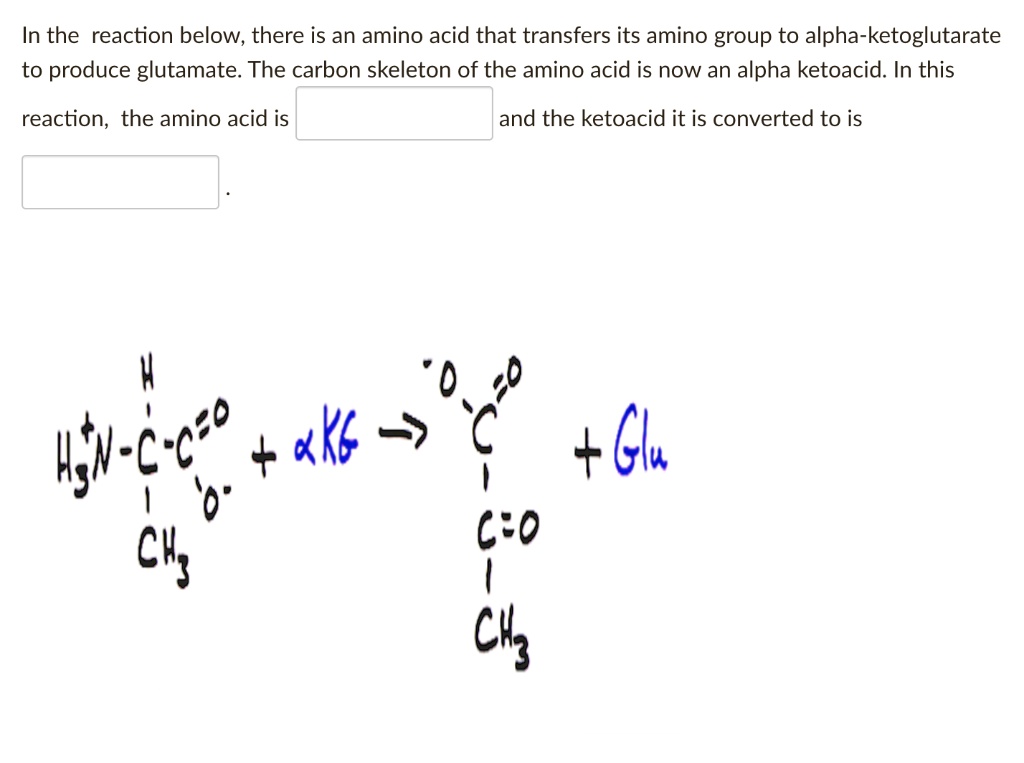 SOLVED: In the reaction below, there is an amino acid that transfers ...