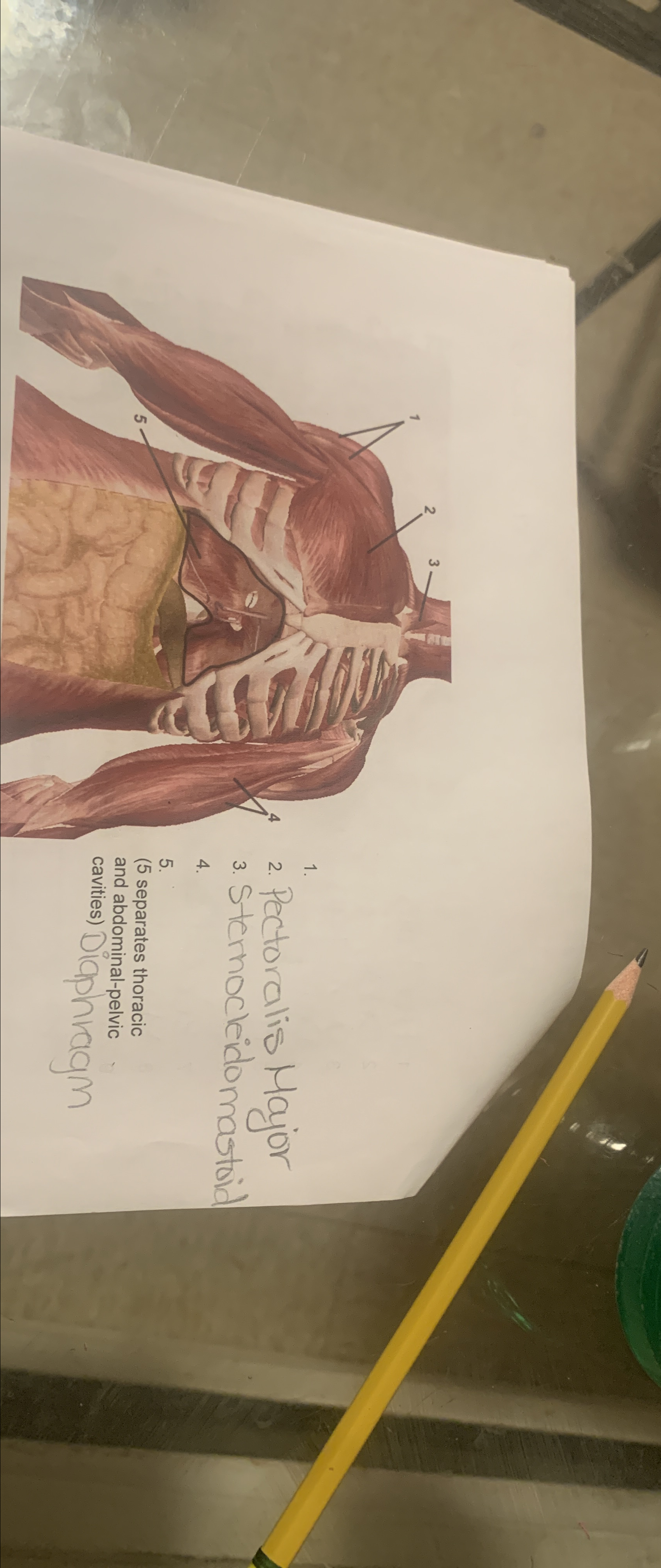 Pectoralis Major Sternocleido mastoid 5 (5 separates thoracic and ...